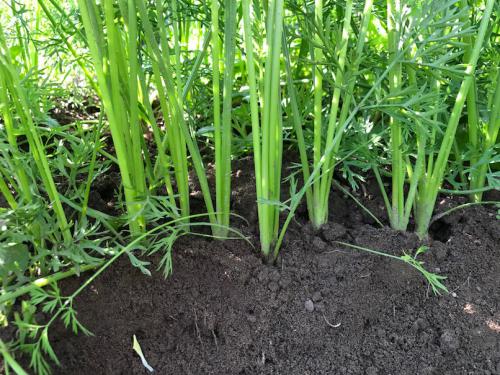 Proper seed spacing results in uniform, straight, and nicely sized ...