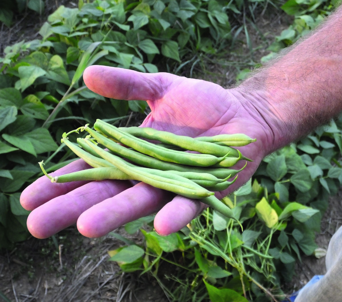 January 2016 - Vegetable Growers News