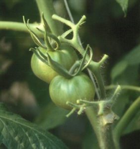 Tomato troubles: managing common problems with tomatoes - Vegetable ...