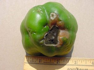Mushy spots on peppers: Disease or disorder? - Vegetable Growers News