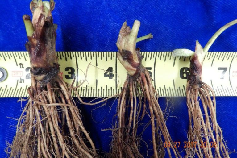 Berry root - Vegetable Growers News