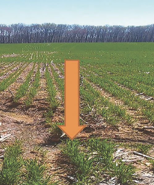 A gully in a field caused by a heavy rainand erosion has dried out ...