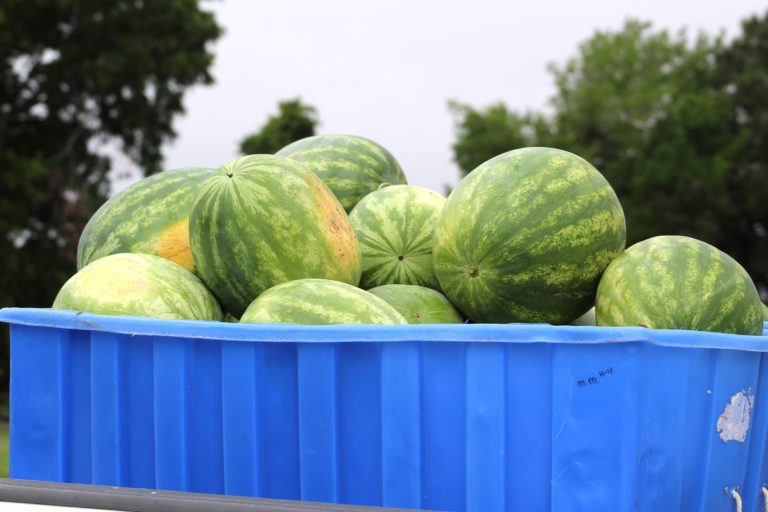 Purdue University studies watermelon pollination - Vegetable Growers News