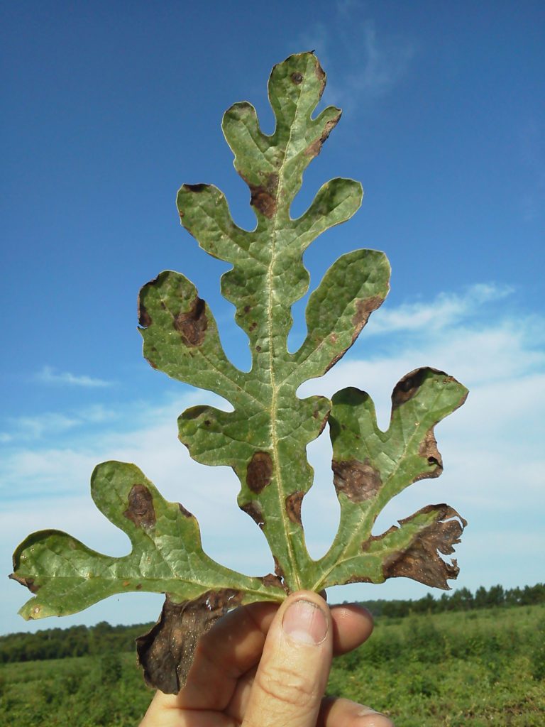 gummy stem blight (1) - Vegetable Growers News