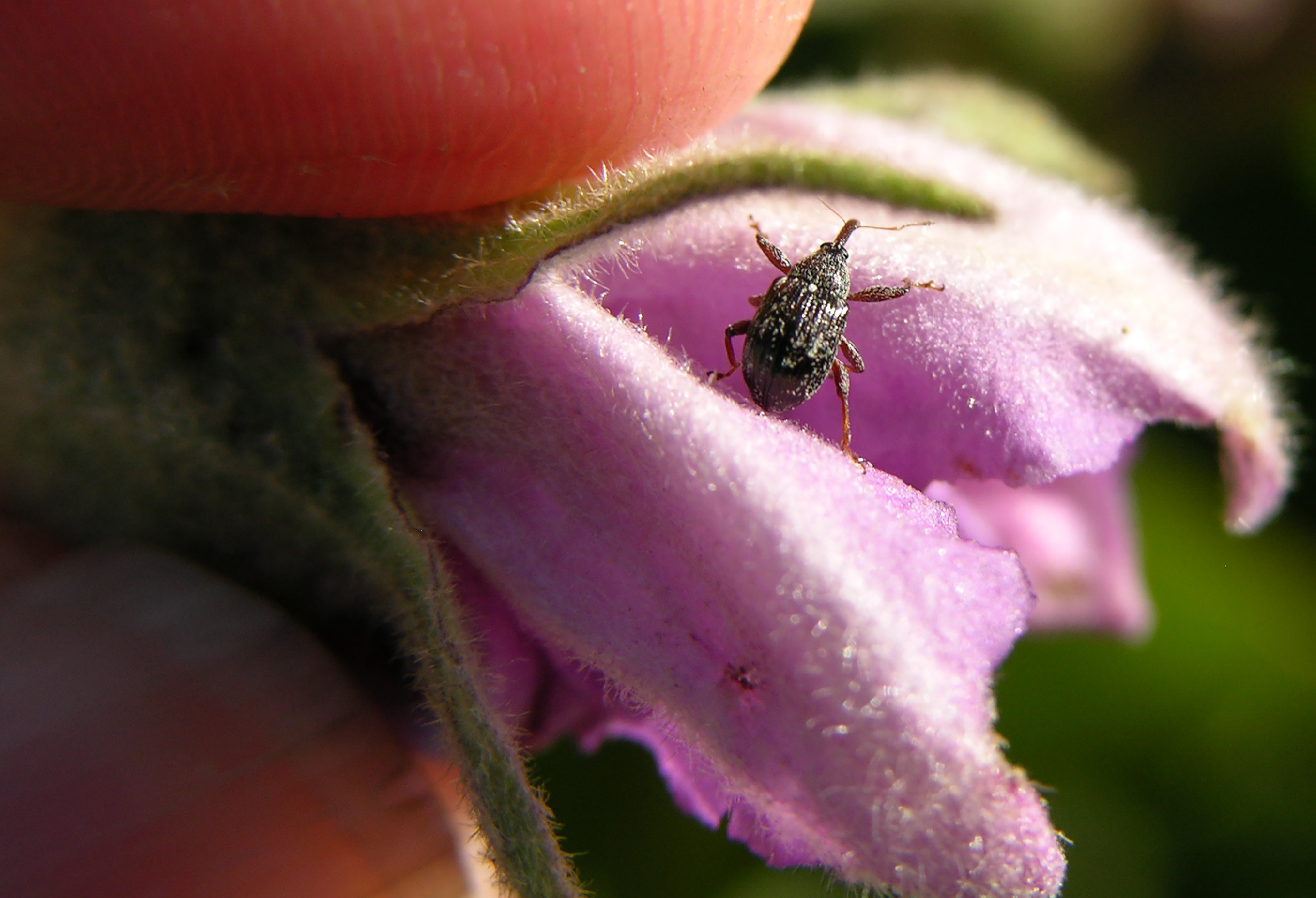 Kill on sight: UGA urges growers, ag workers to fight pepper weevil ...