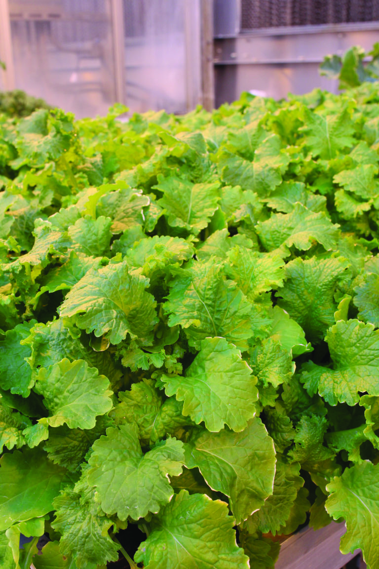 Sanitation, seed choice help control hydroponics pathogens - Vegetable ...