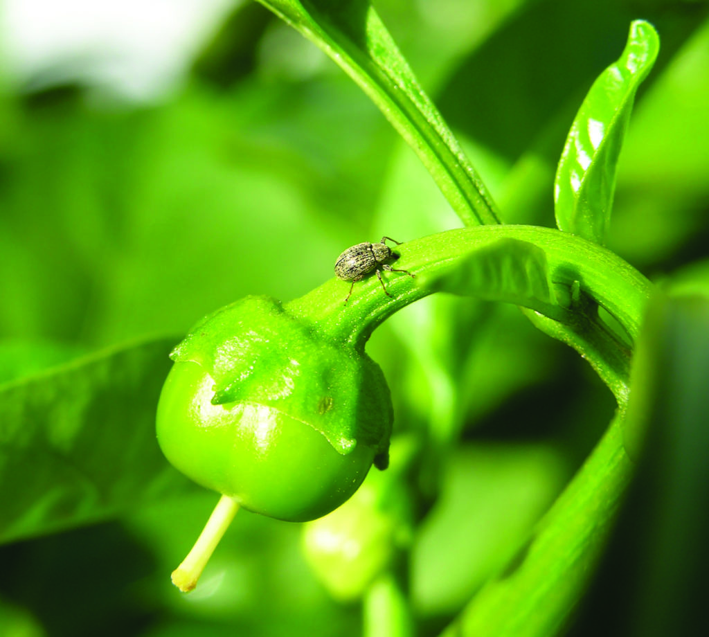 UGA urges growers, ag workers to fight pepper weevil - Vegetable ...