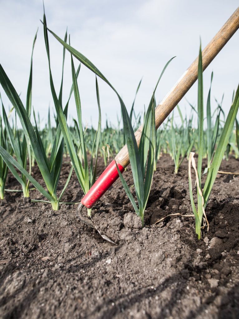 leek - Vegetable Growers News