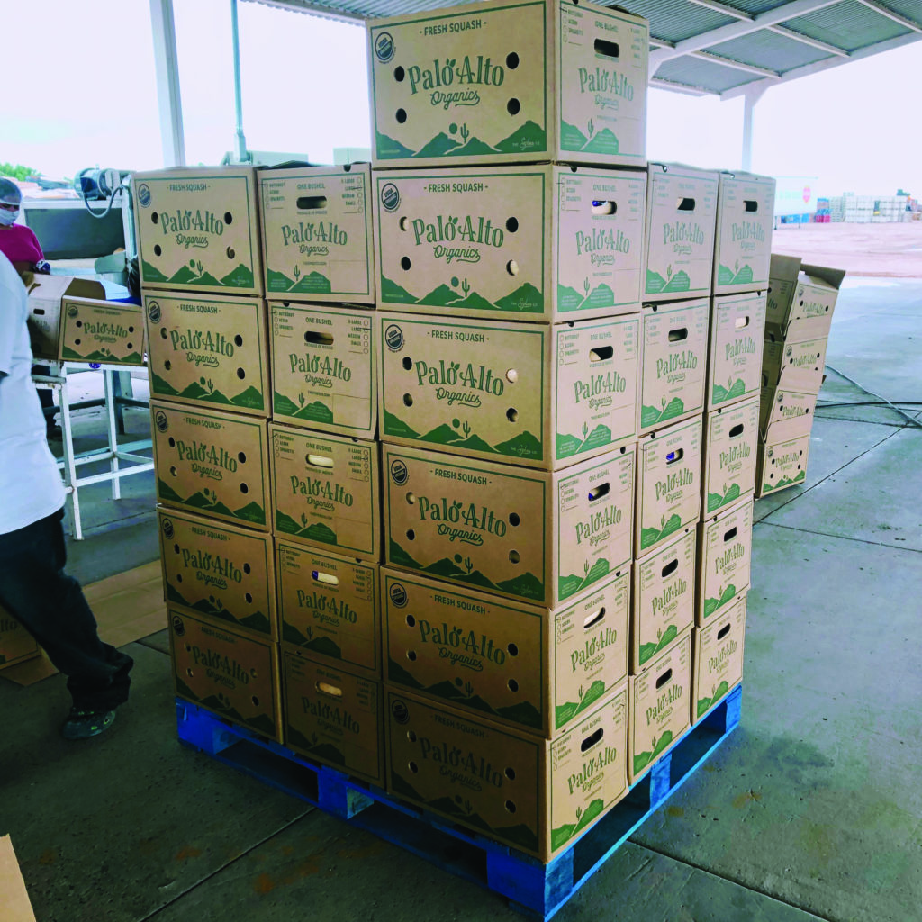 Sykes launches organic brand for squash - Vegetable Growers News