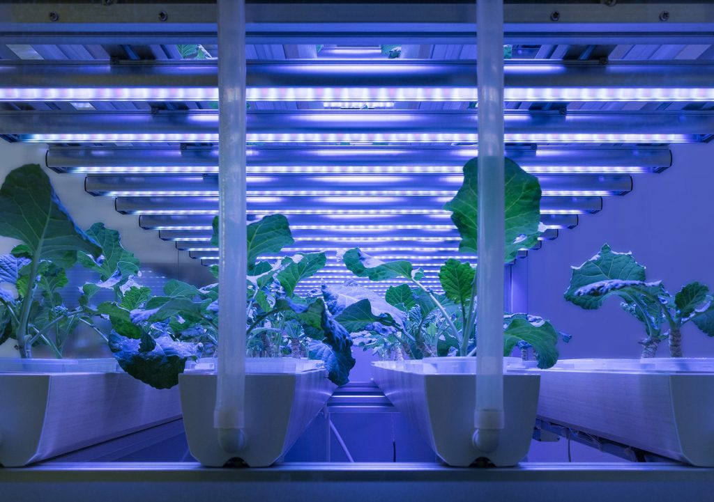 Unique consortium develops crops intended for indoor agriculture ...