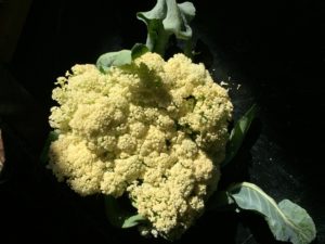 Mann Packing details work on new Caulilini baby cauliflower line ...