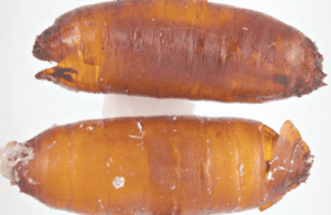 onion maggot pupae - Vegetable Growers News