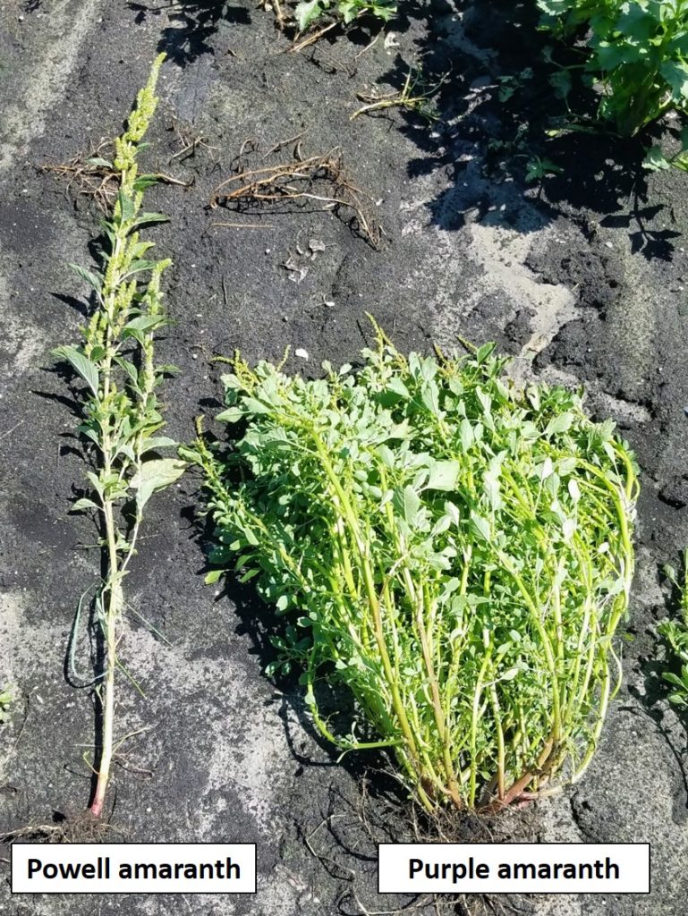 Look out for purple amaranth, a new pigweed - Vegetable Growers News