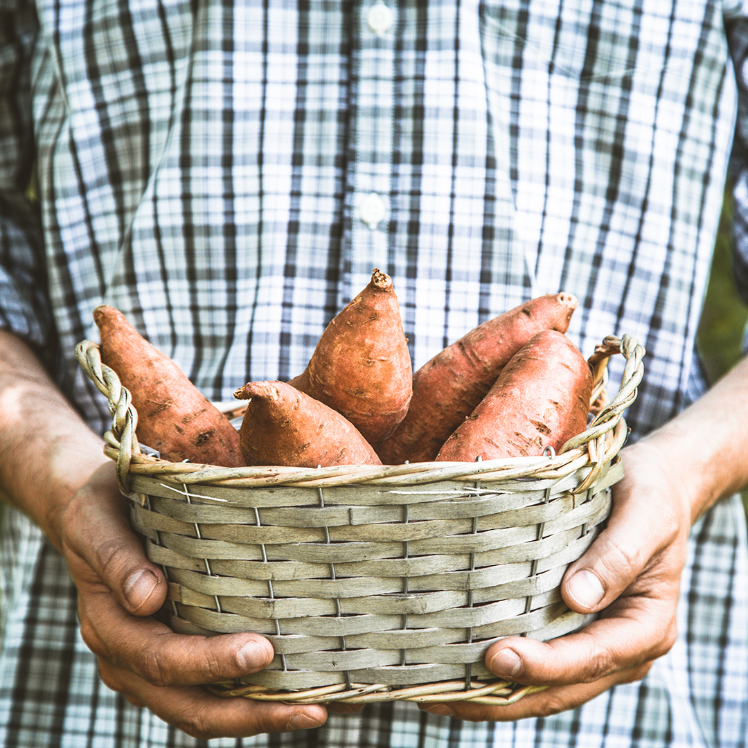 Sweet potatoes pic - Vegetable Growers News