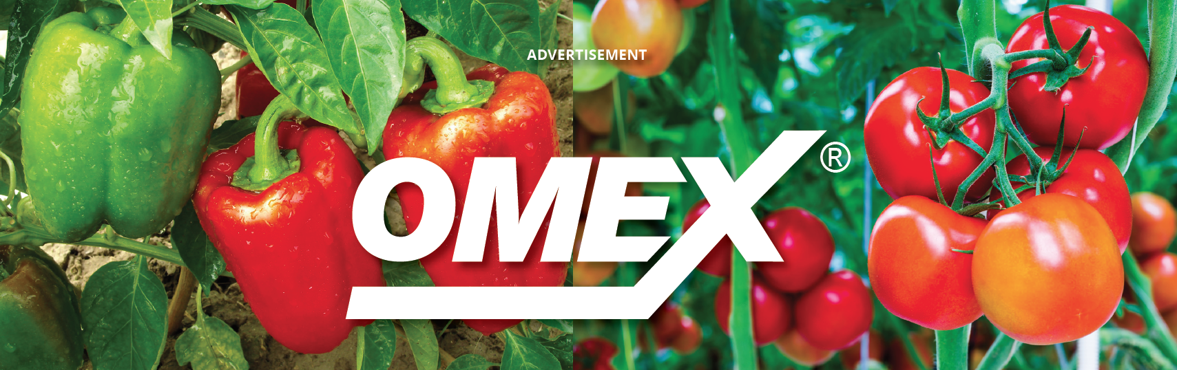 Holistic is the new normal - Vegetable Growers News