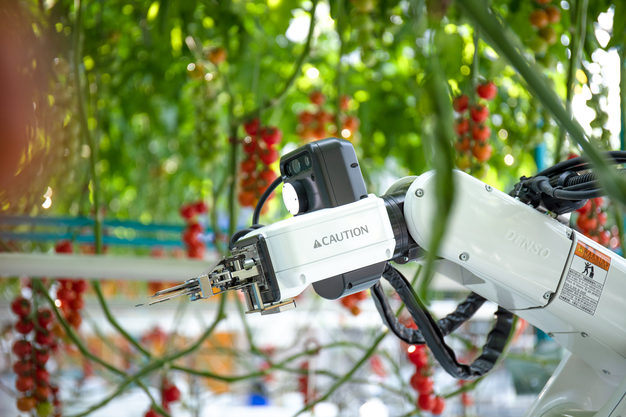 Certhon Harvest Robot 2 - Vegetable Growers News