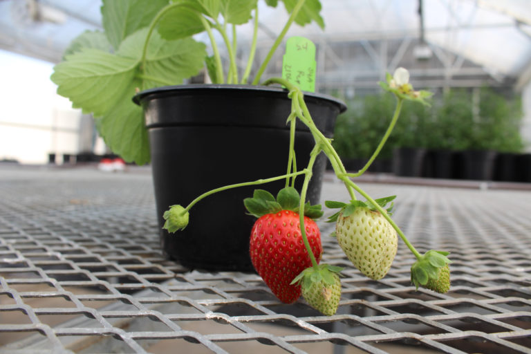 Alliance drives breeding techniques, gene editing for strawberries ...