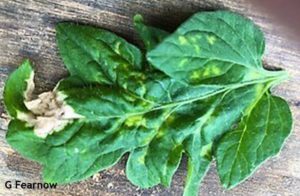 Edema problem noted in high tunnel tomatoes - Vegetable Growers News