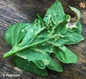 tomato-leaf-with-mild-symptoms-of-edema - Vegetable Growers News