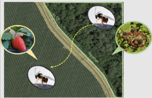 Entomologists release SWD parasitoid near strawberry fields - Vegetable ...
