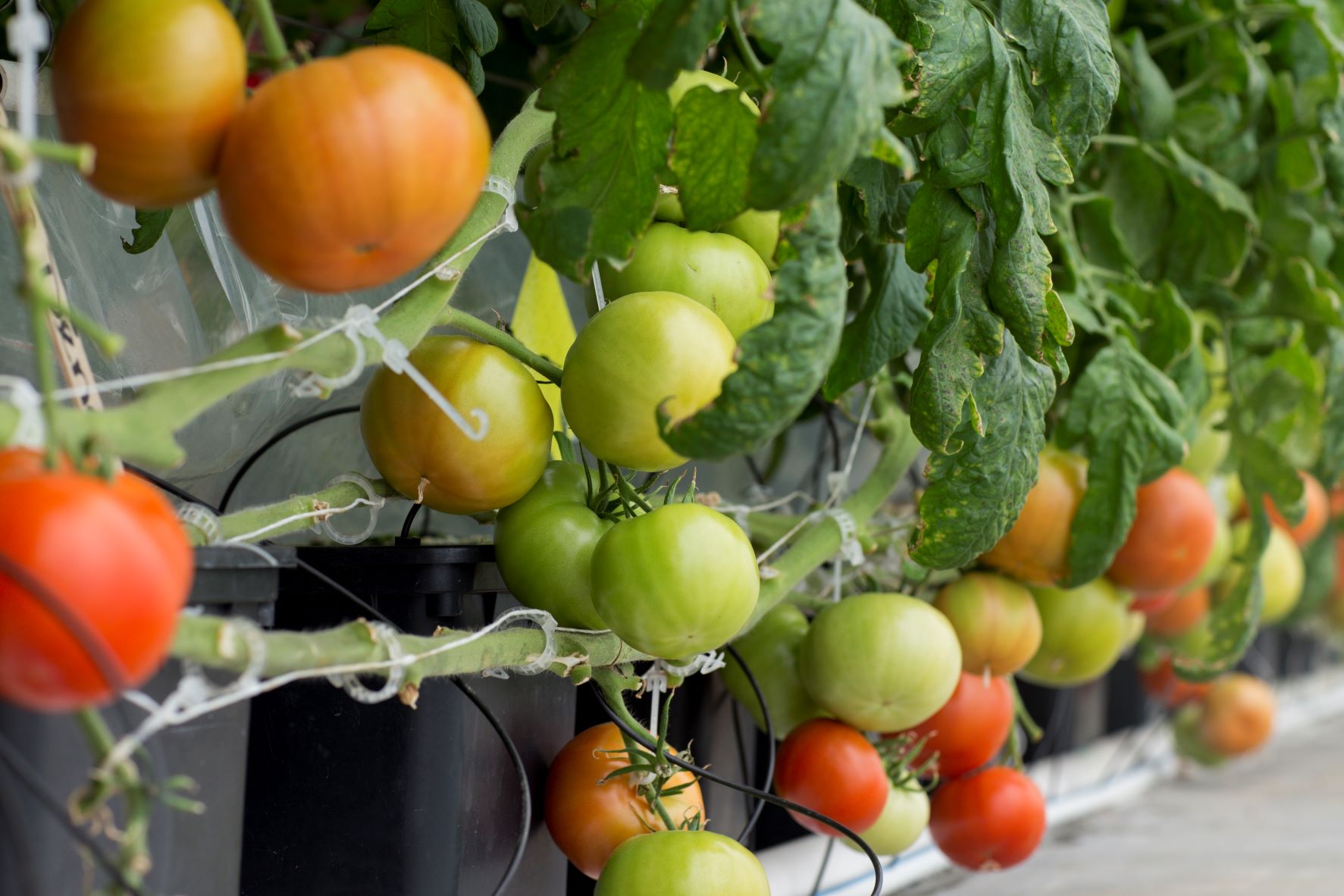 UF, NC State researchers using tomato genome to tackle nematodes ...