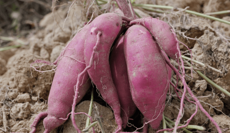 LSU breeder LaBonte sets the sweet potato standard - Vegetable Growers News