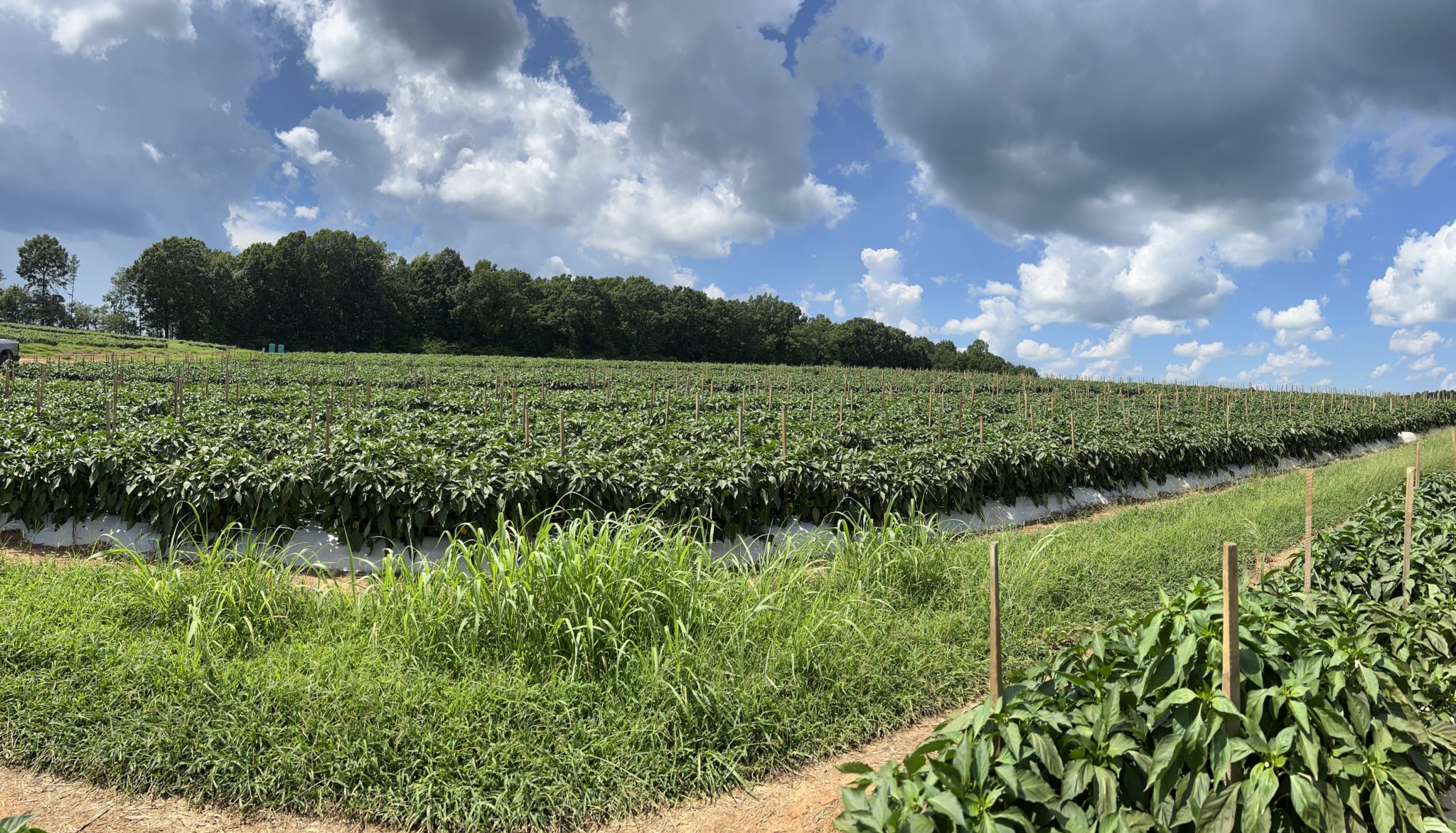 Life lessons help Bailey Farms succeed with hot peppers - Vegetable ...
