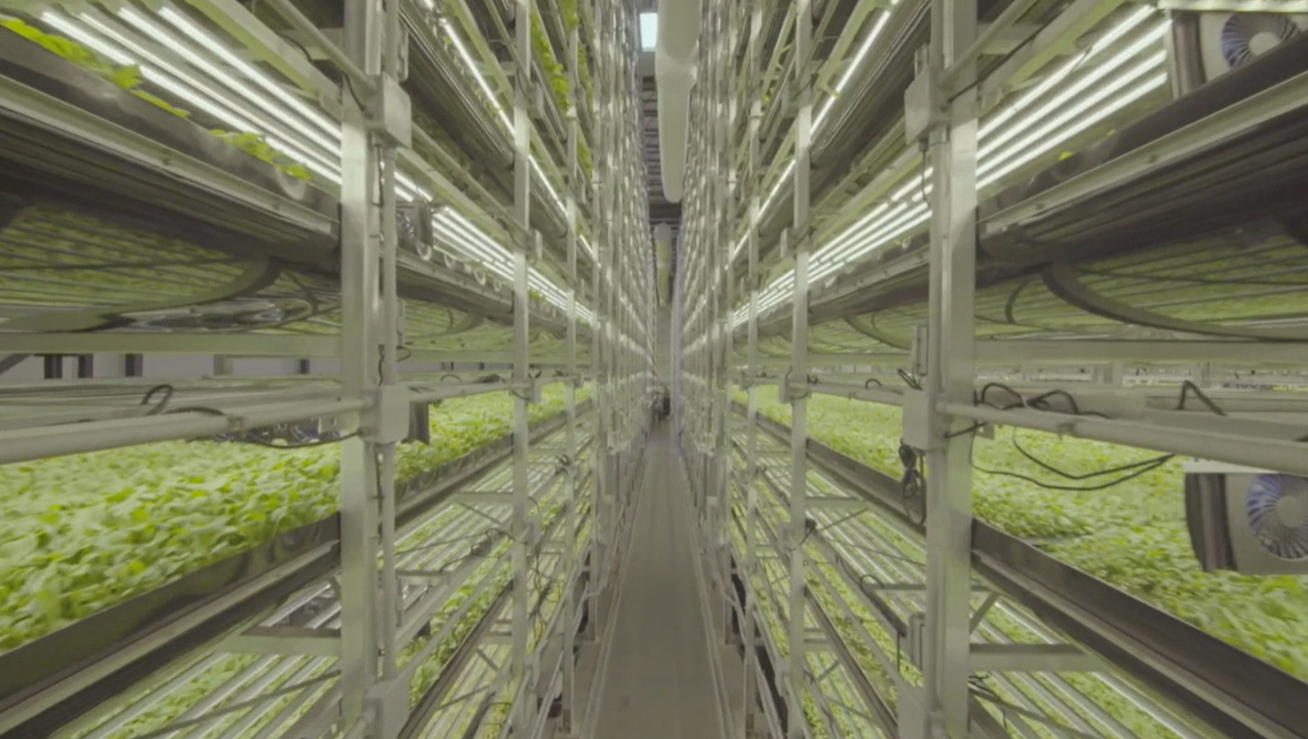 CEA Food Safety Coalition expands mission - Vegetable Growers News