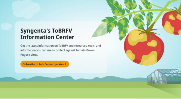 New tomato virus website helps growers - Vegetable Growers News