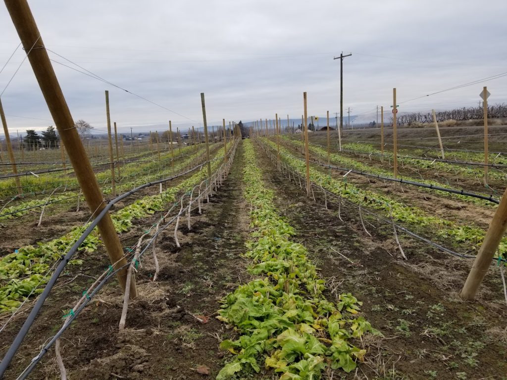 Growers learn about adopting regenerative practices - Vegetable Growers ...