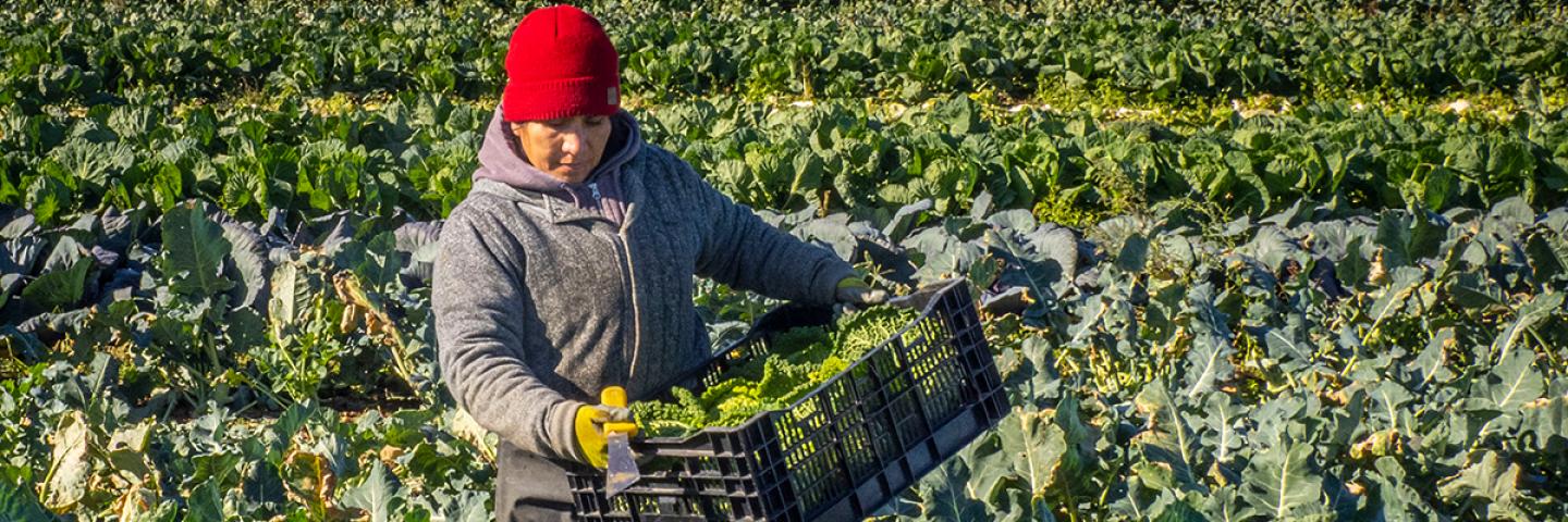 USDA funds $75 million in organic transition assistance - Vegetable ...