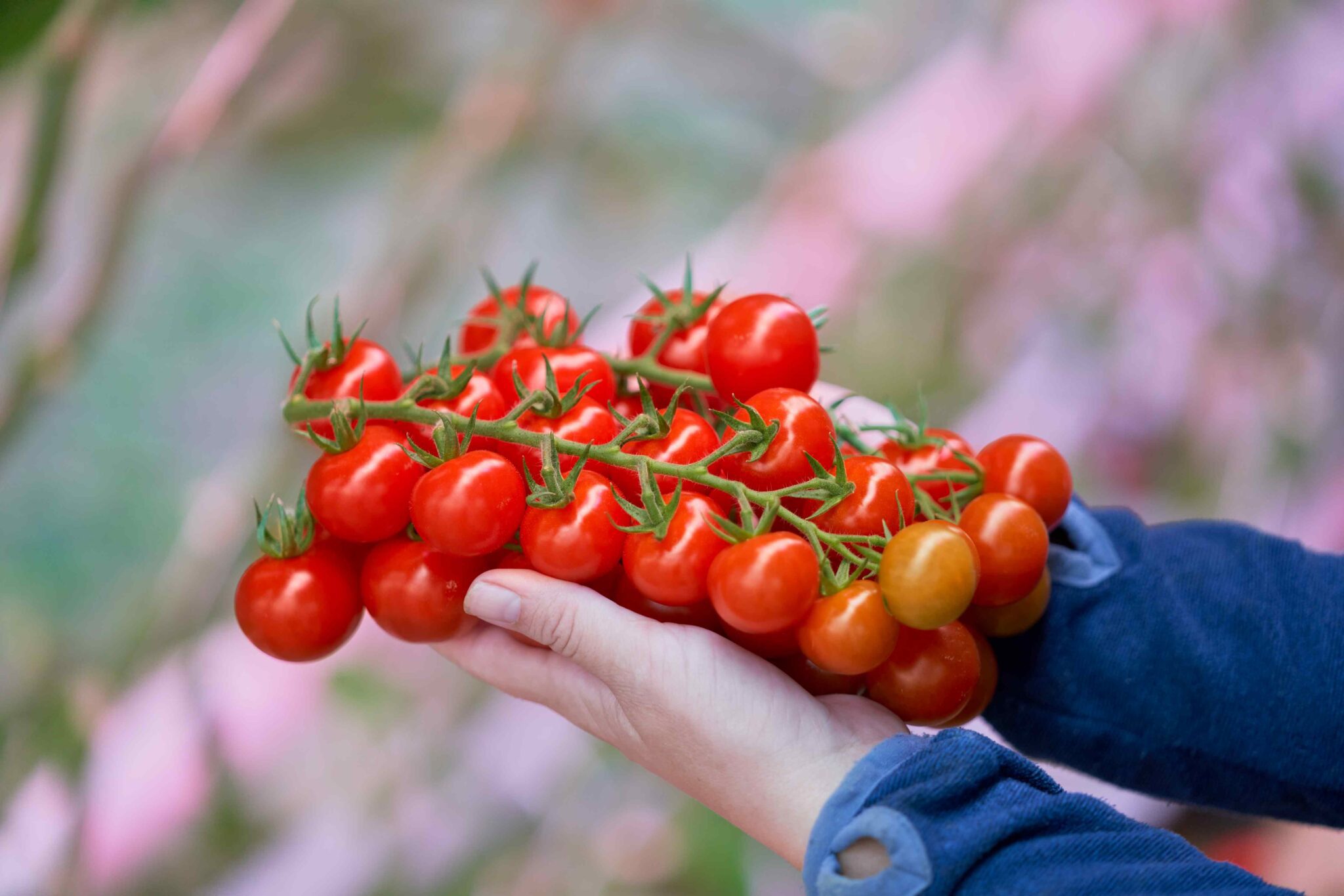 LED lights help improve tomato yields - Vegetable Growers News