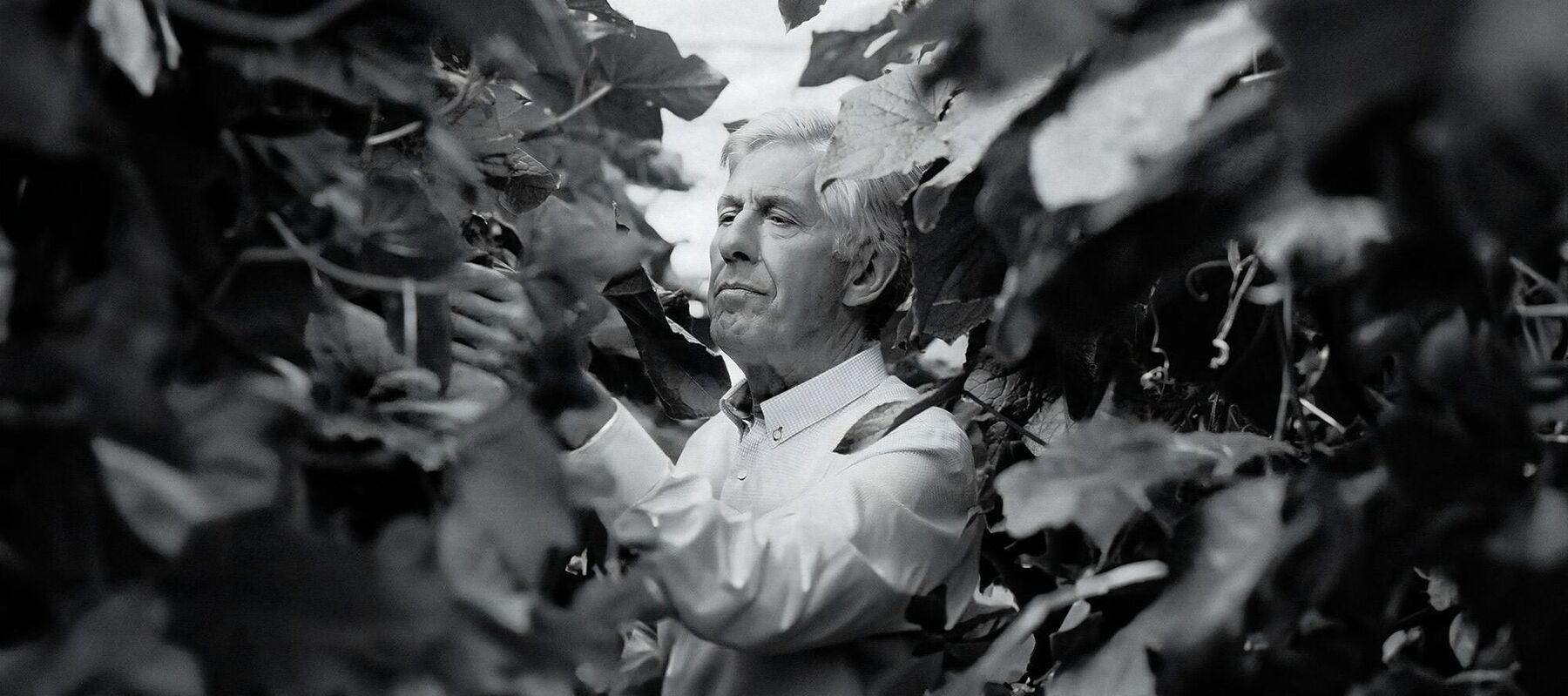 Peter Koppert, biological crop protection pioneer, dies - Vegetable ...