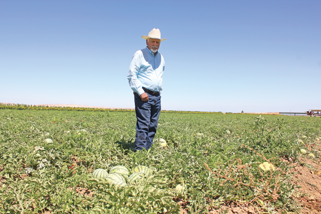 California melon growers applaud crop despite delay - Vegetable Growers ...