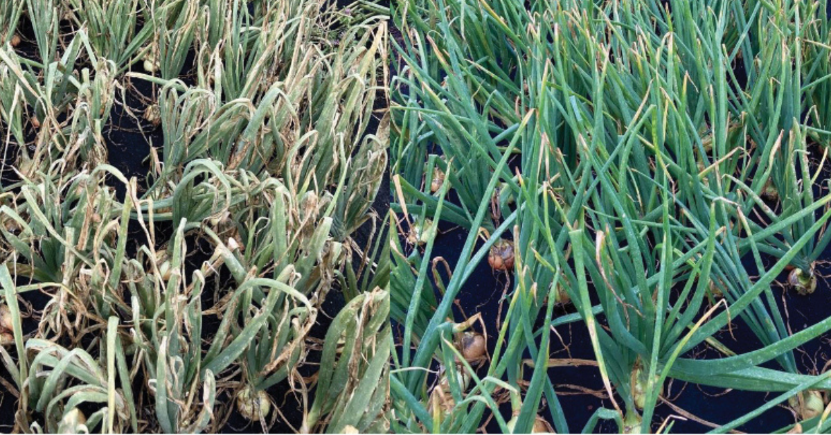 Advancing onion thrips management | Vegetable Growers News
