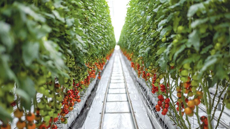 Vertically integrated greenhouse operations at Red Sun Farms ...