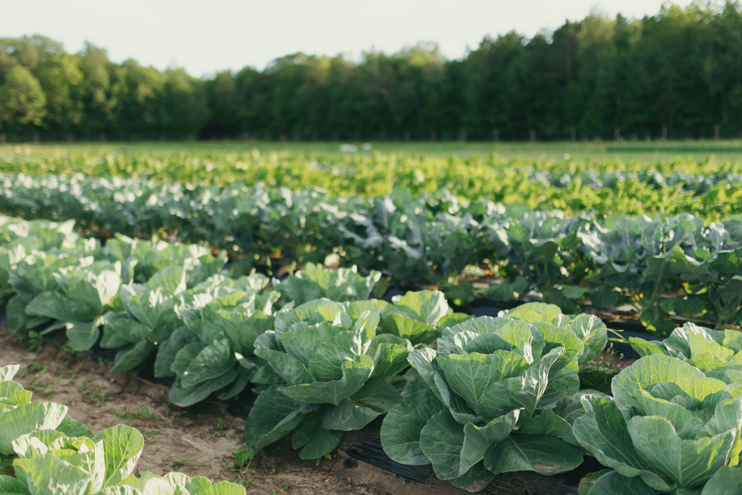 Organic vegetable farming at Cattail Organics | Vegetable Growers News