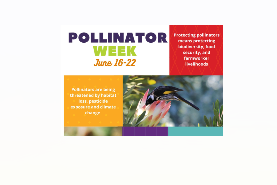 Toolkit for EFI Pollinator Week introduced- Vegetable Growers News