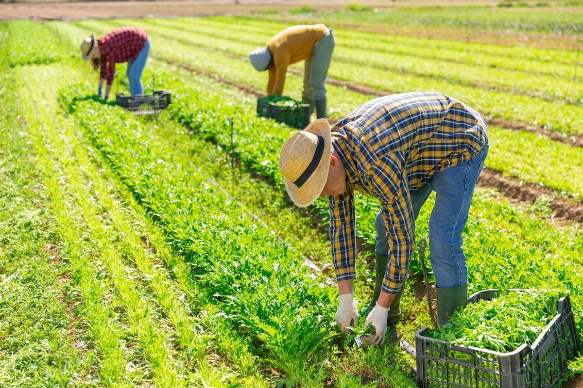 Coalition seeks transparency on USDA’s farm wage rates - Vegetable ...