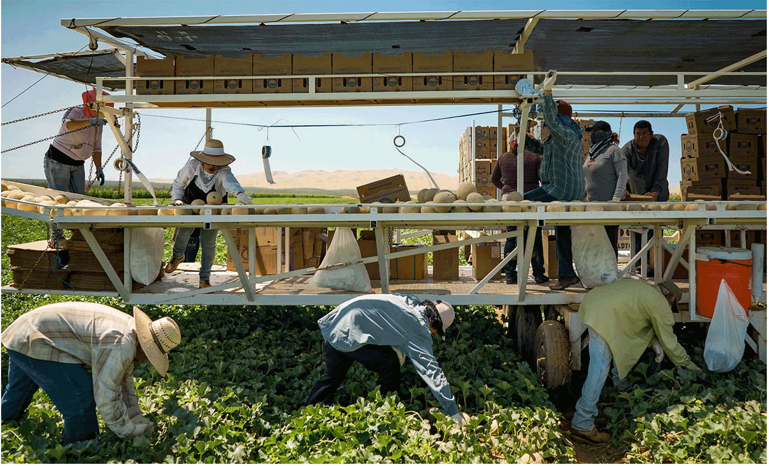 The USDA farm labor survey is being discontinued. - Vegetable Growers News