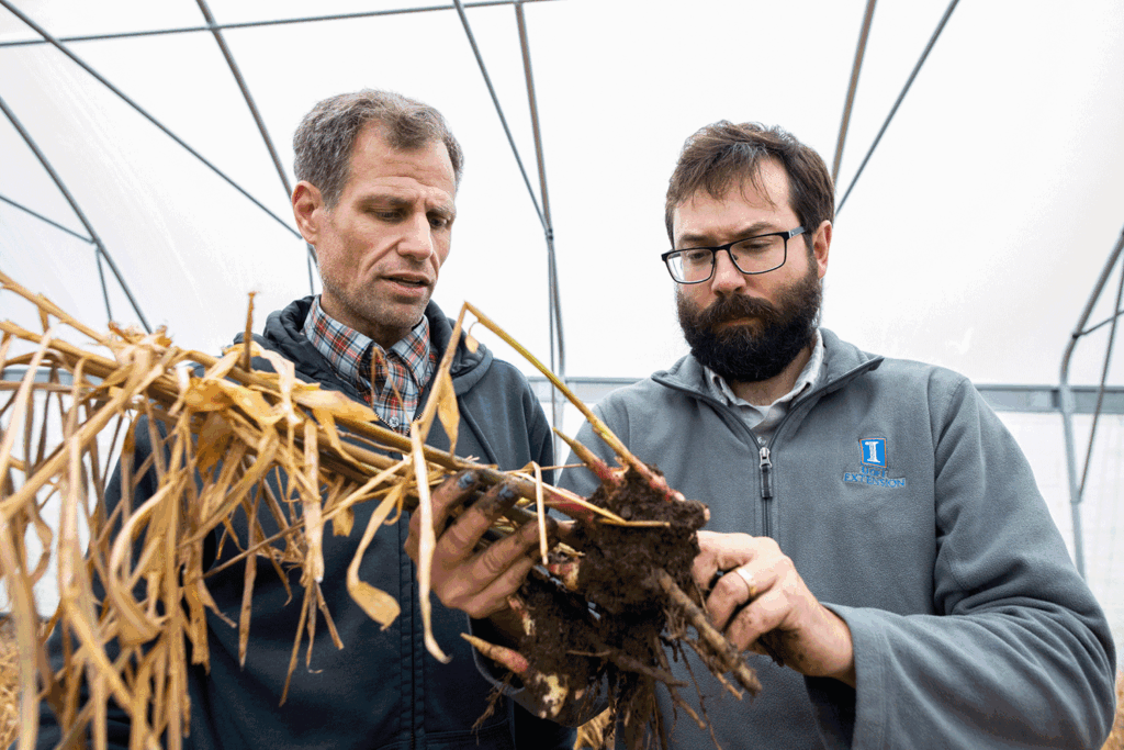 Ginger, turmeric harvested as alternative research crops in Illinois ...