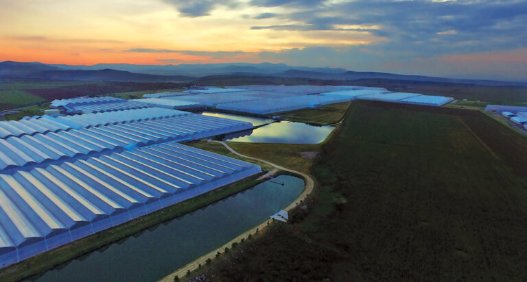 Vertically integrated greenhouse operations at Red Sun Farms ...