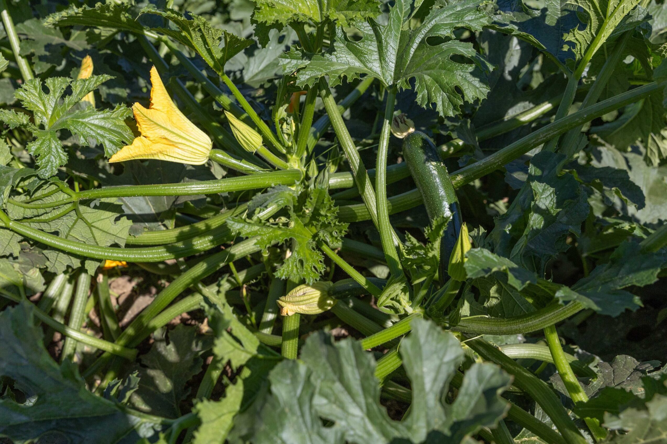 Squash Breeding Innovations from HM.CLAUSE | Vegetable Growers News