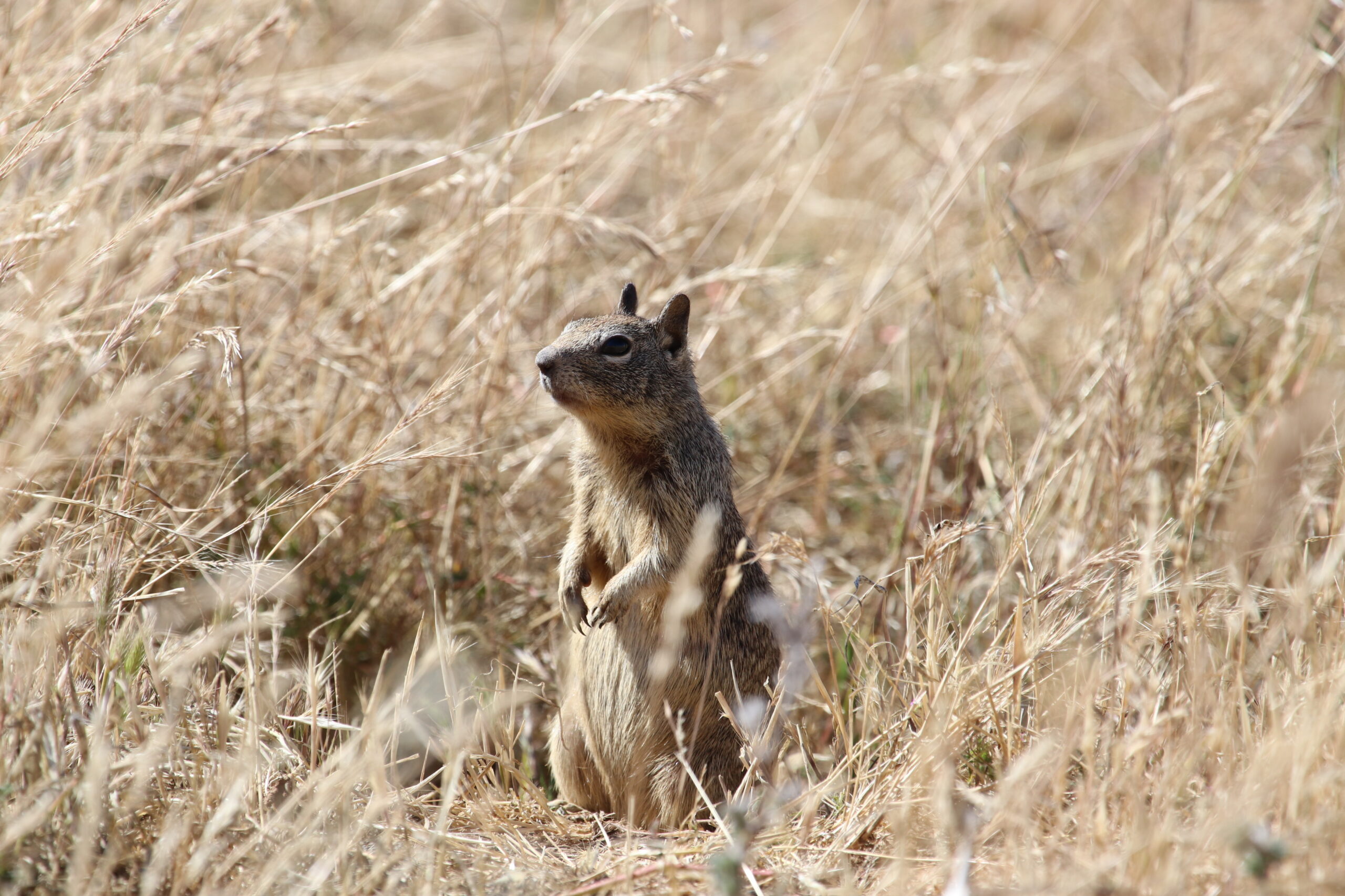 Growers can battle increasing rodent damage.- Vegetable Growers News