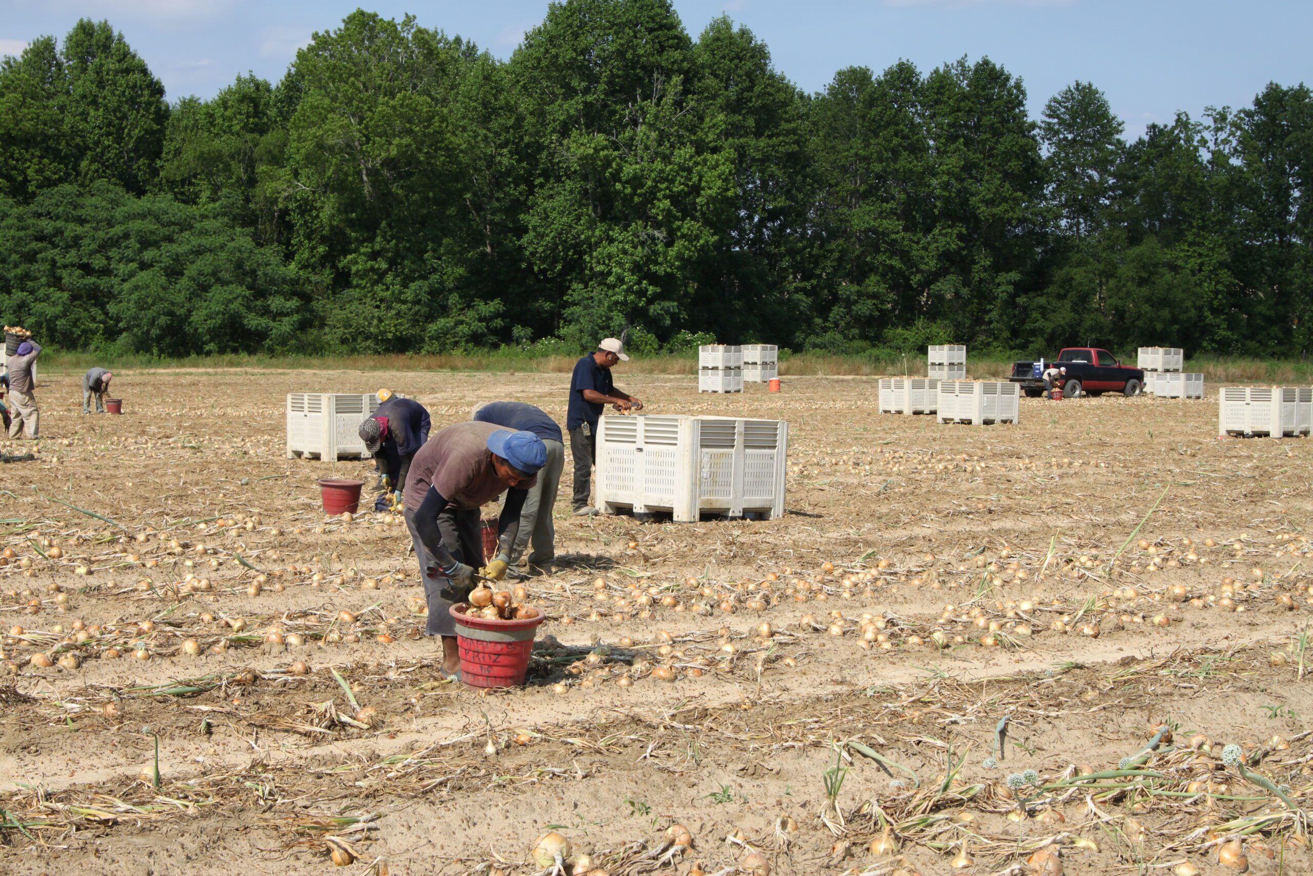 AEWR Agricultural Labor Coalition requests federal ag worker rules ...